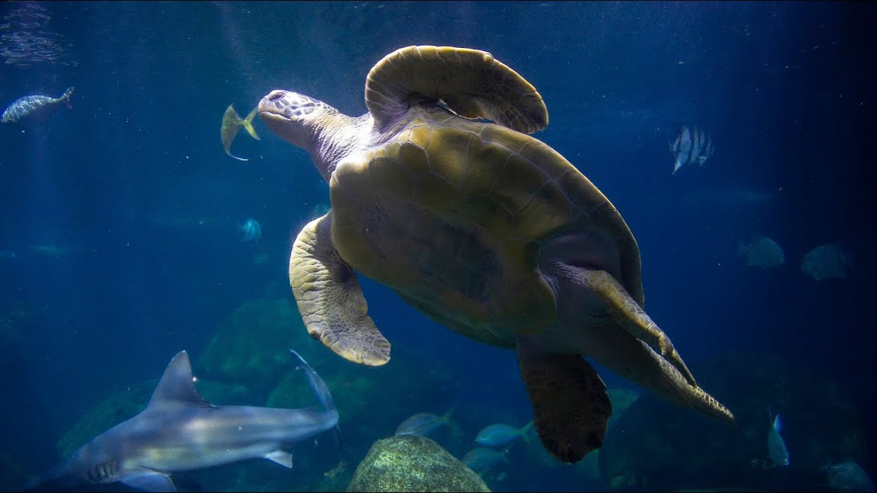 Jemma Craig's Special World Oceans Day Message - YouTube