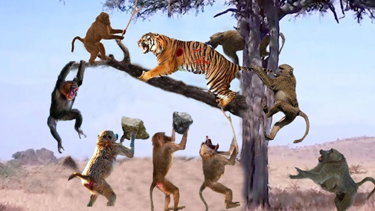 Poor Tiger Cubs Are Poked Painfully By The Monkeys And The Tiger Cub Is ...