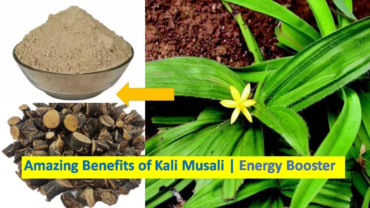 The amazing benefits of Kali Musli | Talamali Kalimusali | Nelatenga ...