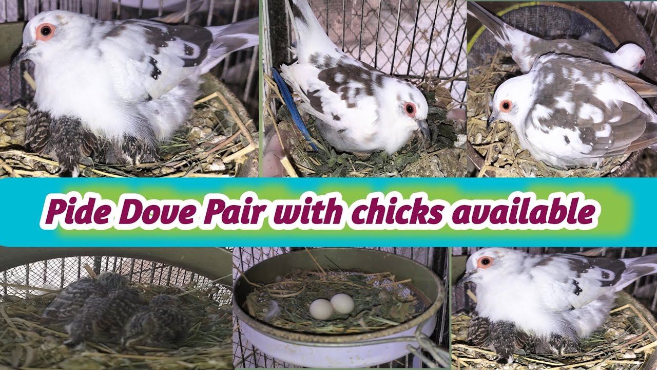 Pide Dove Pair with chicks and Egg Available all pairs. - YouTube