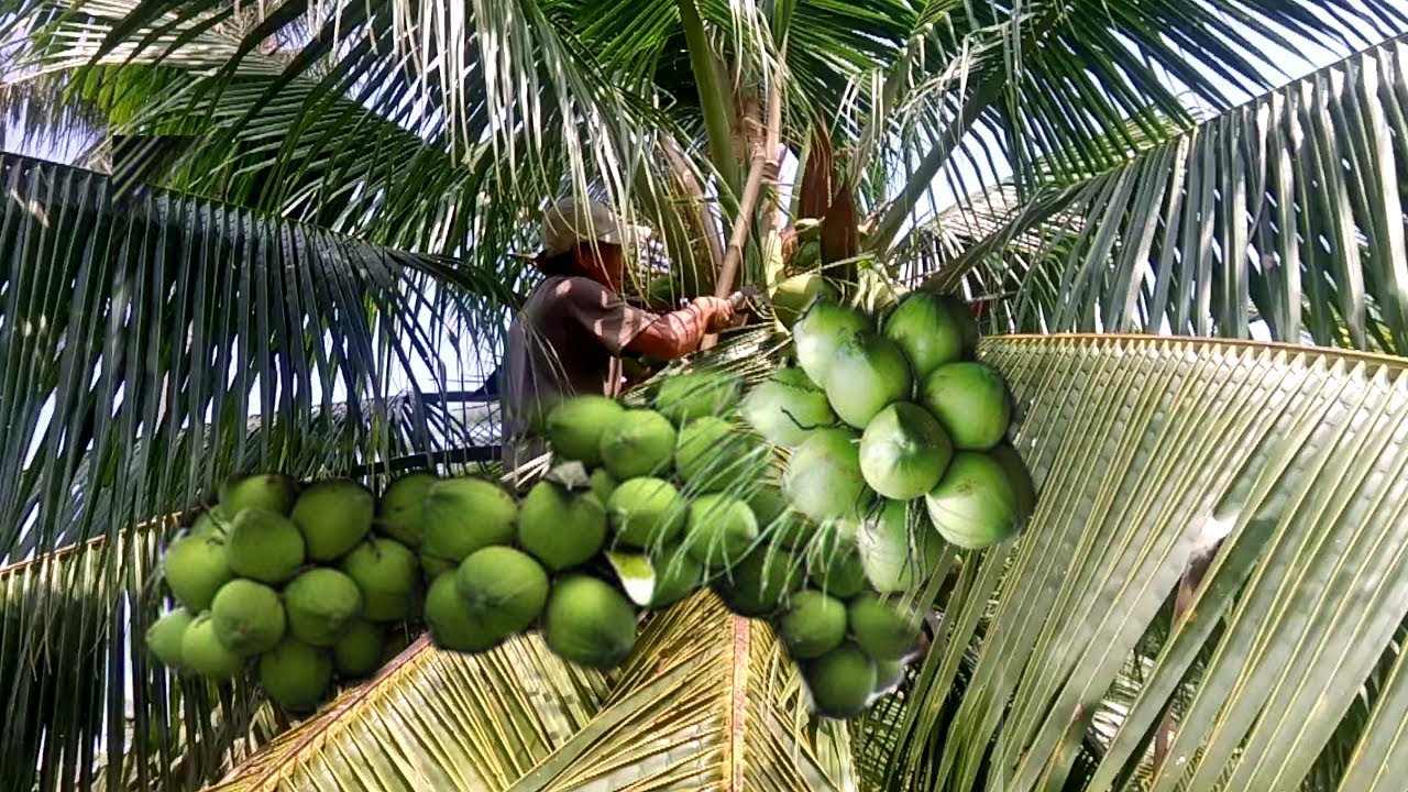 COLLECT COCONUT IN MY VILLAGE | LIVE IN COCONUT FOREST | LIFE IN THE ...