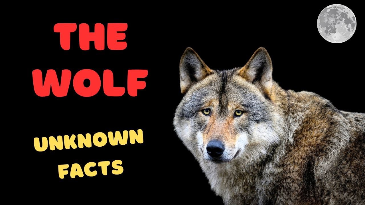 The Secret Life of Wolves: Fascinating Facts You Never Knew. || 10 ...