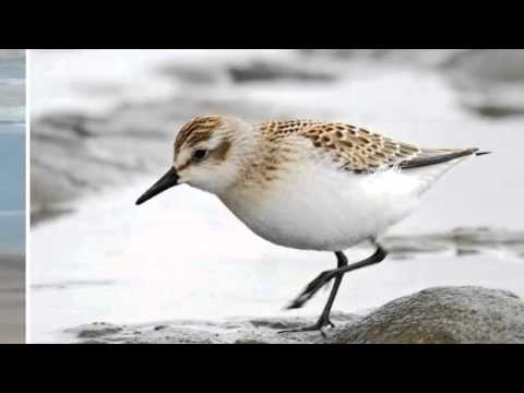 Sounds Of The Sandpiper - YouTube