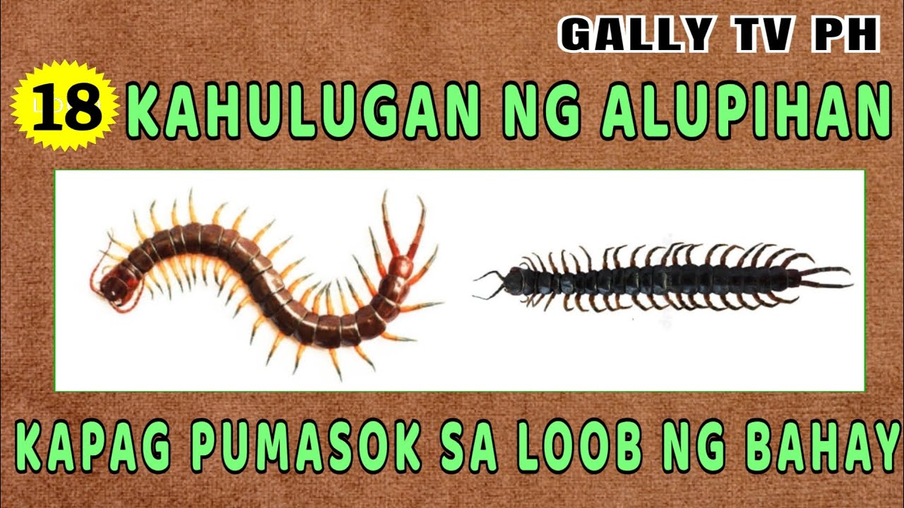18 kahulugan ng ALUPIHAN kapag pumasok sa loob ng bahay # ...