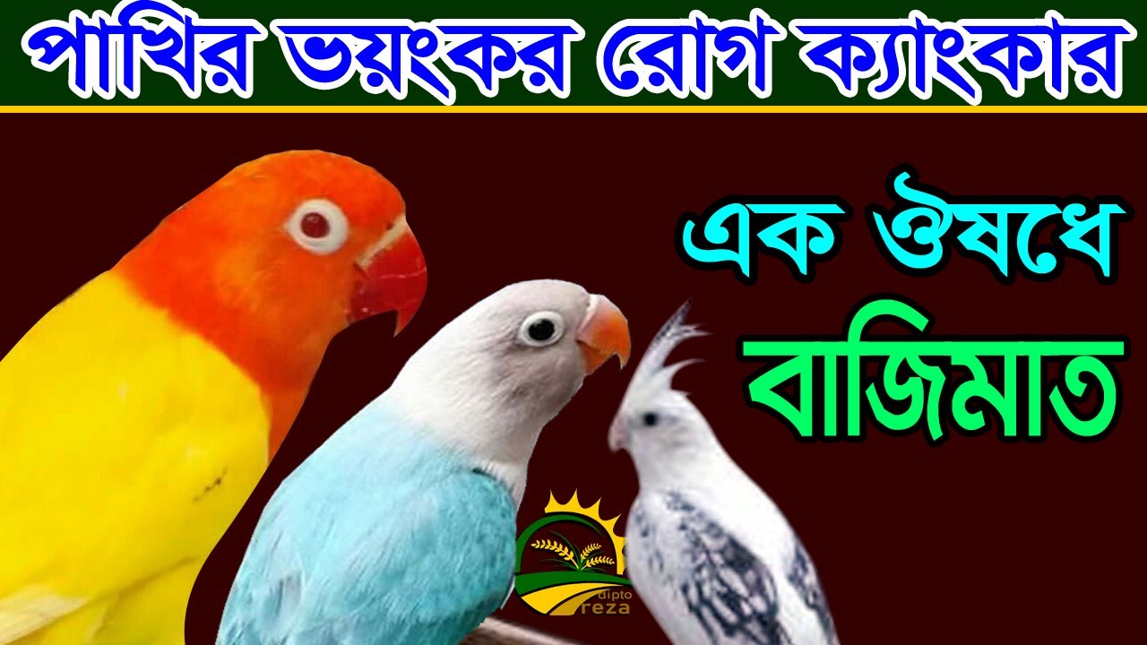 পাখির ক‍্যংকার রোগের কারন , লক্ষন ও চিকিৎসা।।Canker treatment for Birds ...