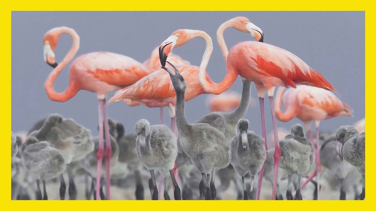 20 Winners of National Geographic (Nature) Photo Contest Awards - YouTube