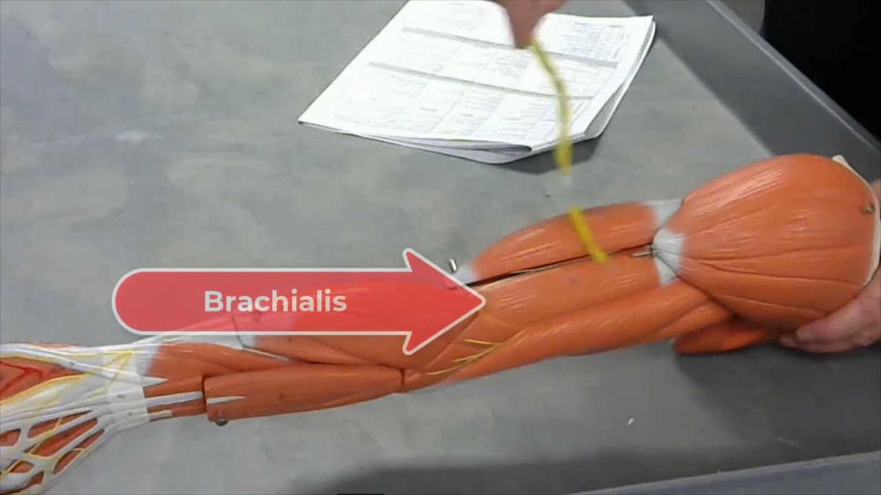 Anatomical Model of the Muscular Arm - Muscle Review - YouTube