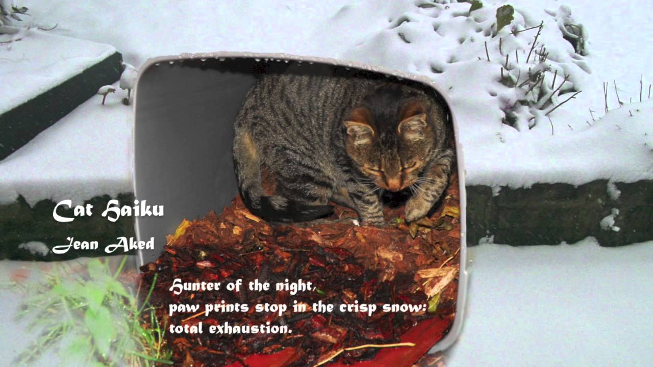 Cat Haiku poetry by Jean Aked - YouTube