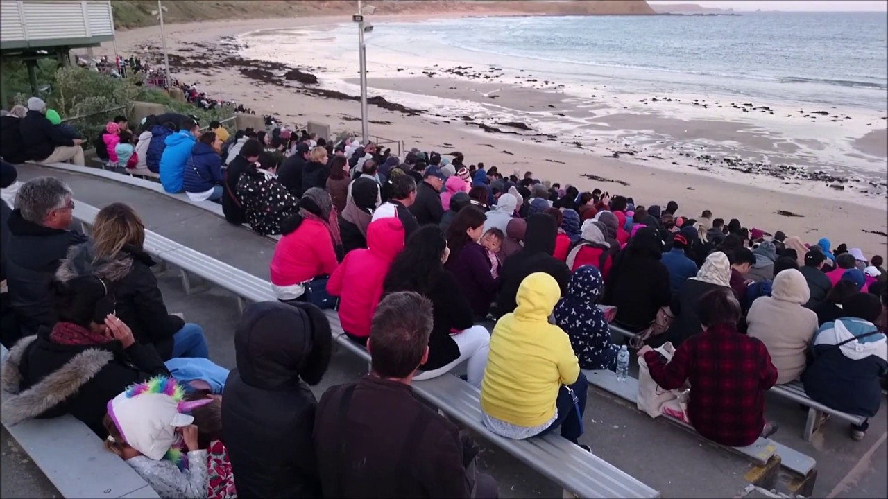 PENGUIN PARADE AT PHILLIP'S ISLAND,AUSTRALIA - YouTube