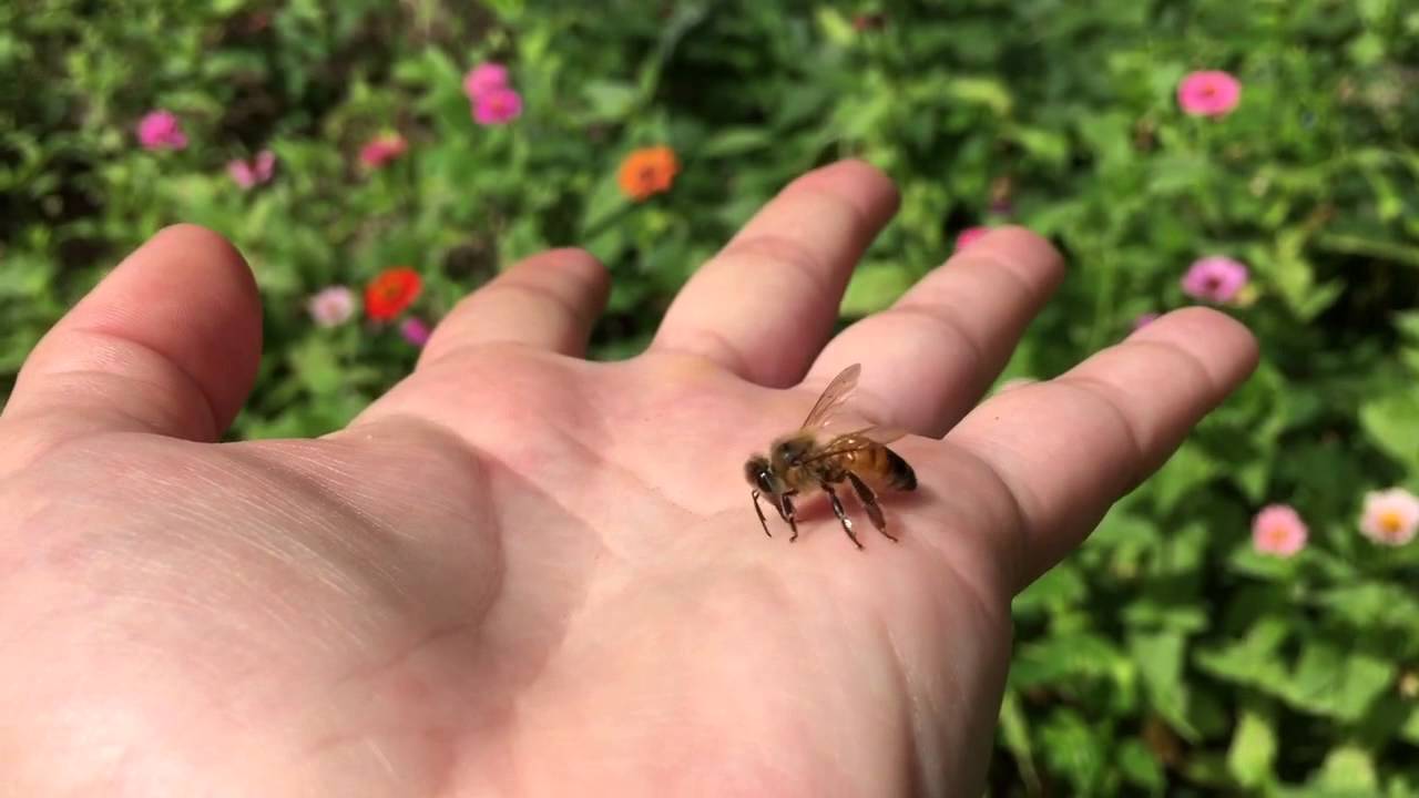 Honey bee in the palm of my hand - YouTube