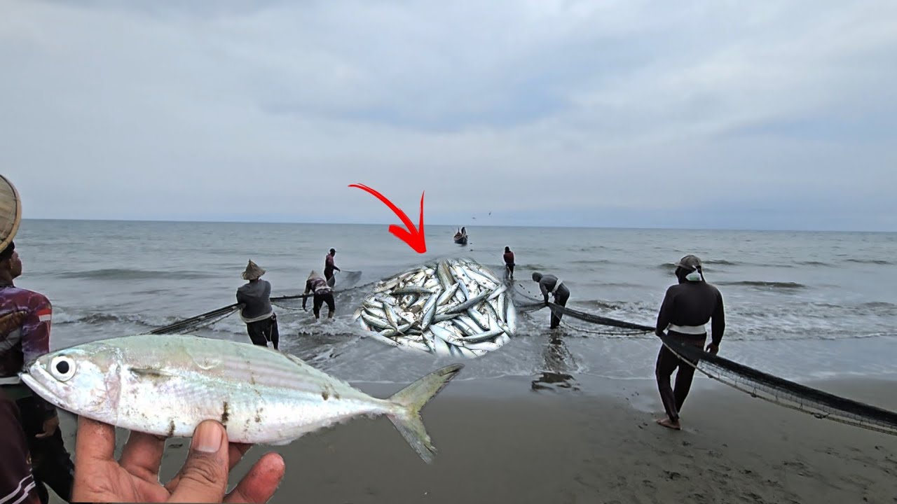Massive Catch of Mackerel Fish | Beach Seine Net Fishing - YouTube