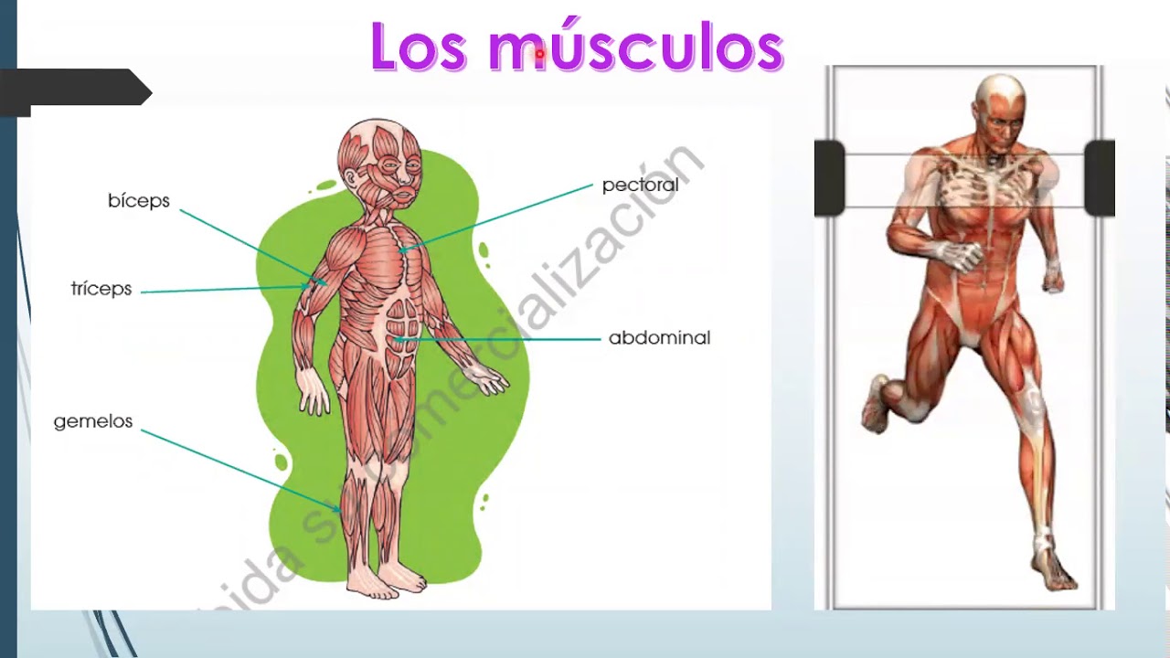 El Aparato Locomotor Tercero De Primaria Aparatos Del APARATOS Y