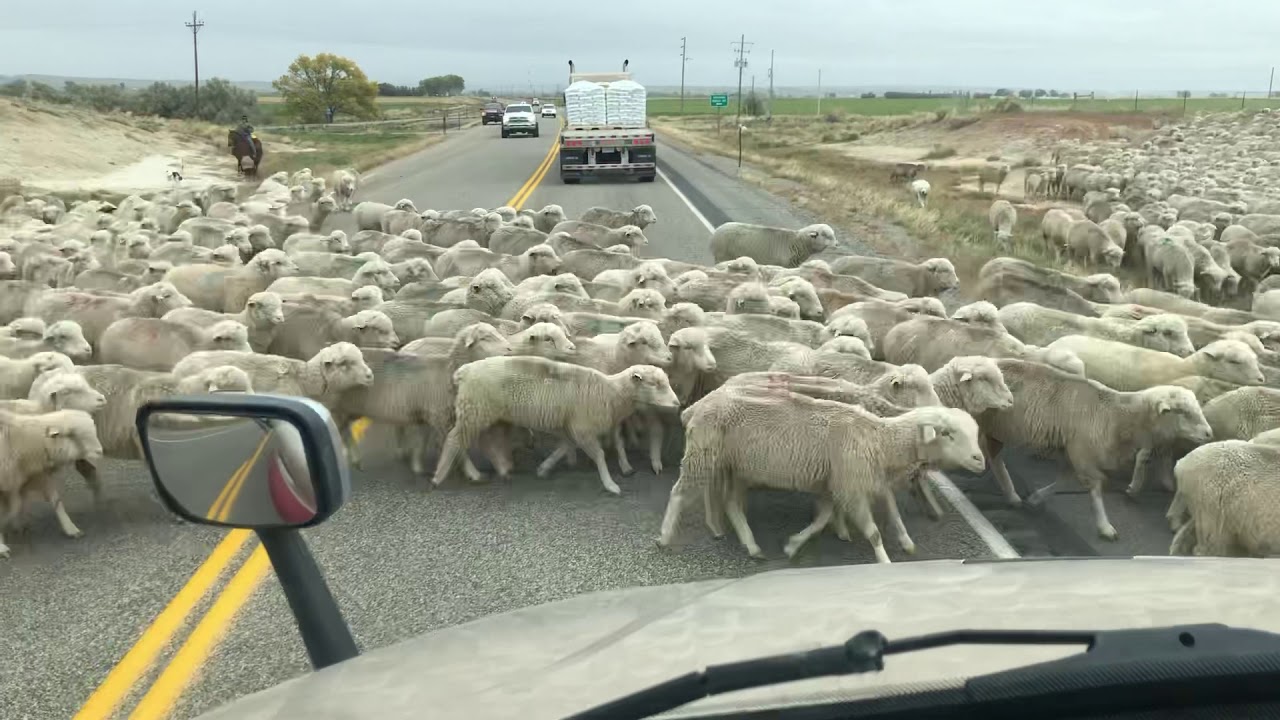 Nevada sheep herding - YouTube
