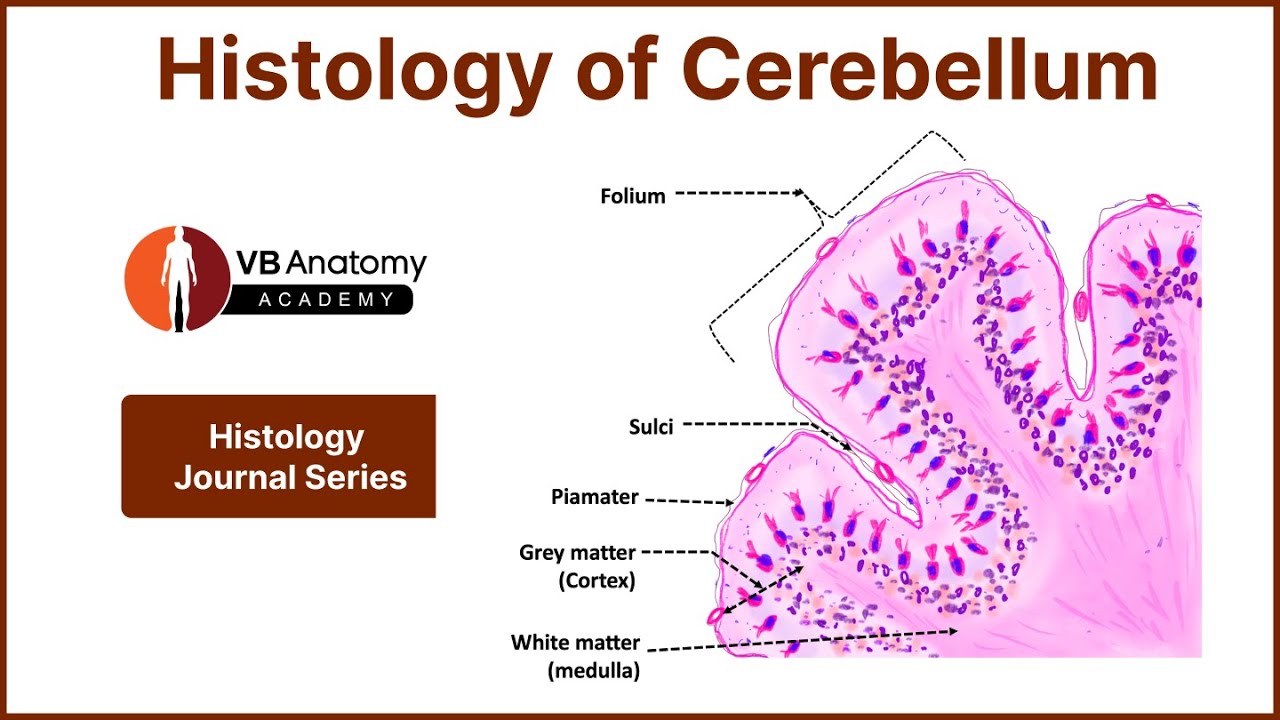 Diagram of Histology of Cerebellum: A step-by-step drawing guide - YouTube