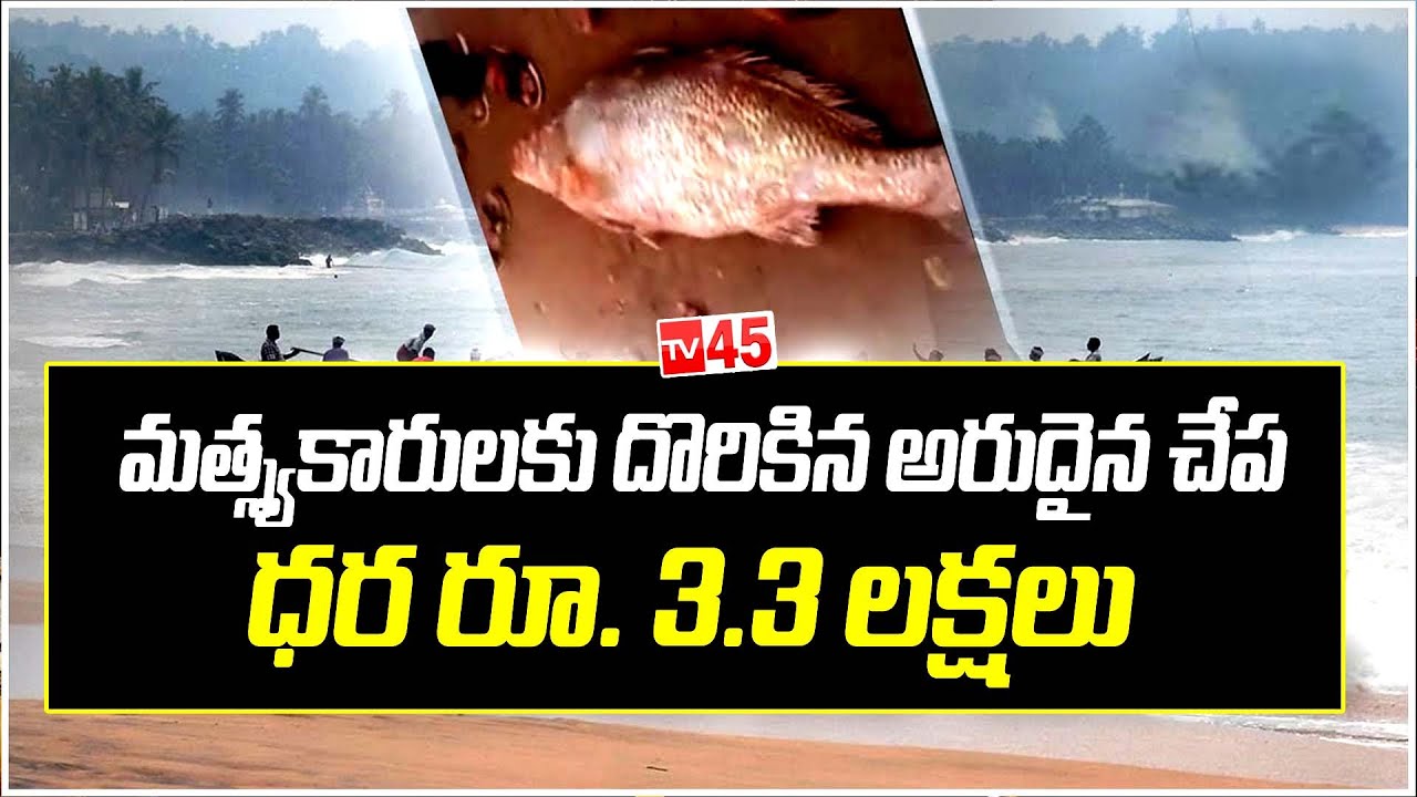 Kachidi Fish Found by Fishermen in Kakinada | Vendor Selled Kachidi ...
