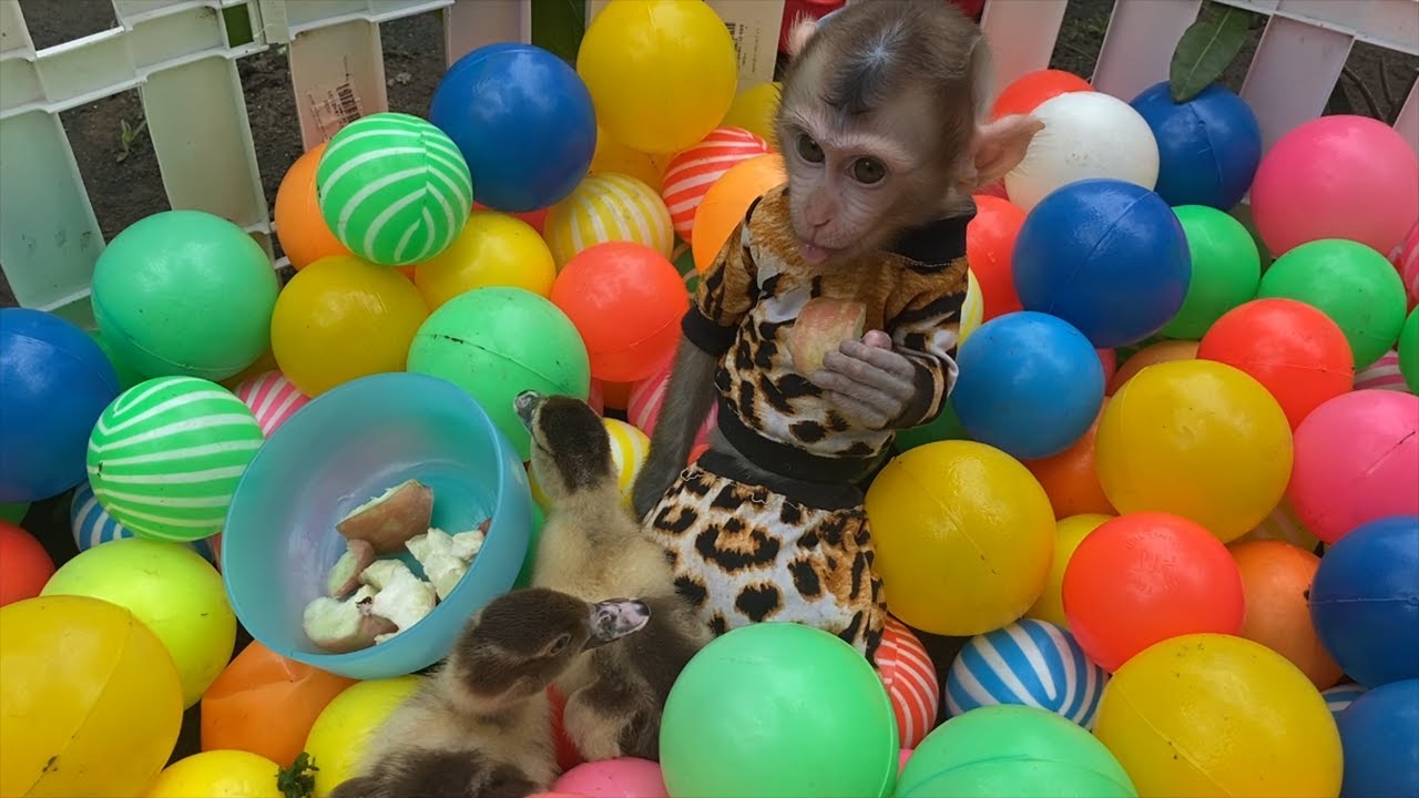 Baby monkey pun pun play with duck and 300 Balls in a Ball Pit - YouTube