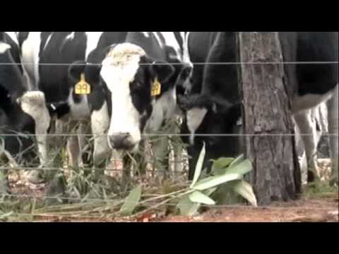 Cows eat bamboo leaves.m4v - YouTube