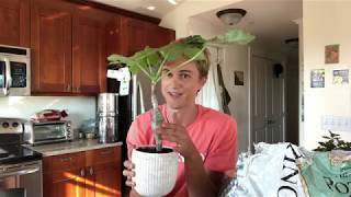 Buddha's Belly Plant: Jatropha podagrica
