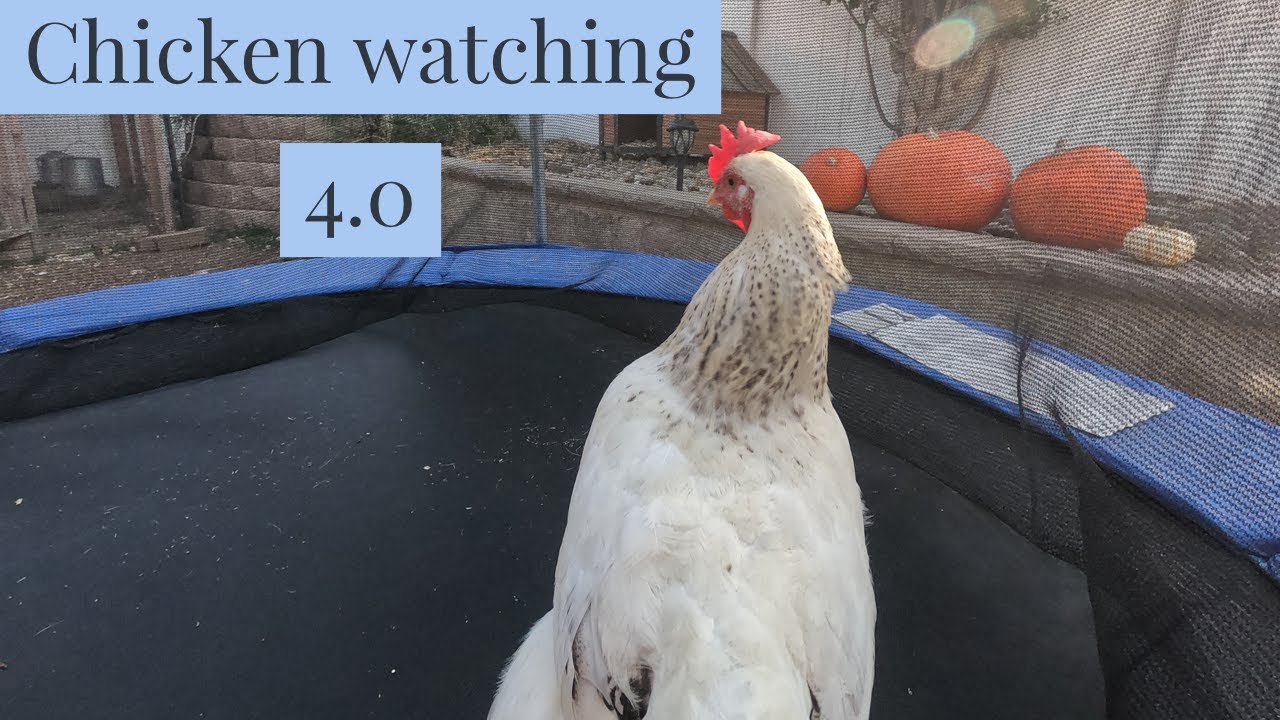 Chicken watching 4.0 - YouTube