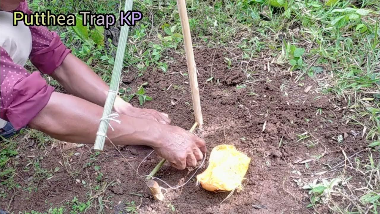How to build a rabbit trap easily using bamboo twigs and ripe brown - YouTube