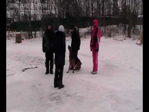 Zavist Bogov Jack Pot Obidience 3