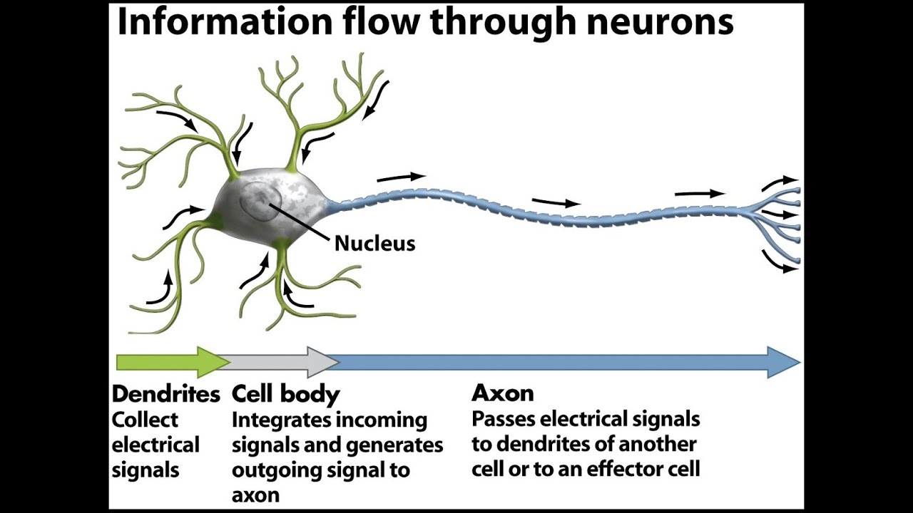 PHYSIOLOGY 8 || Action Potential at Neural Cells - YouTube