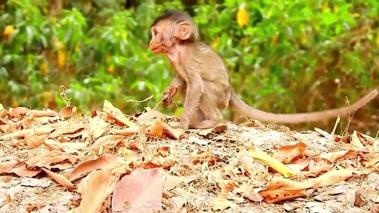 The baby monkey encountered a colony of ants - YouTube