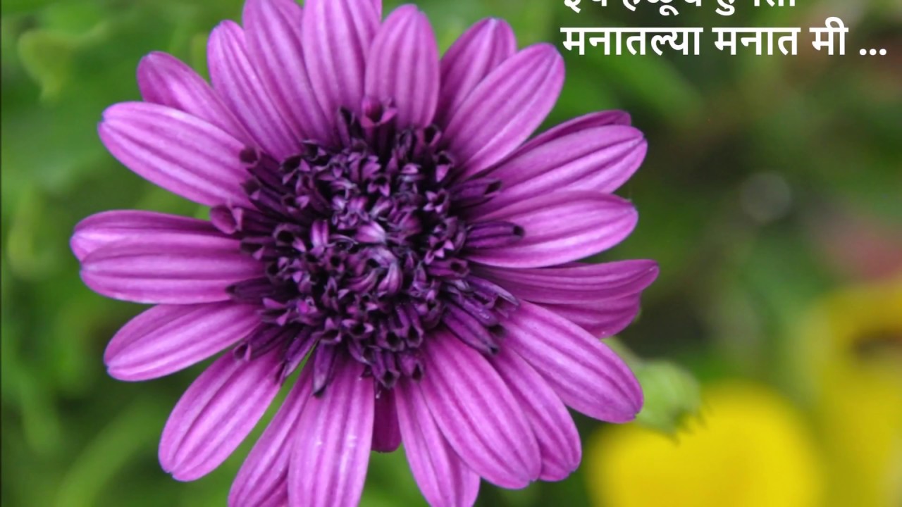 Manaatlya Manaat Mee | Suresh Bhat | Rahul Limaye | Abhay Avachat ...