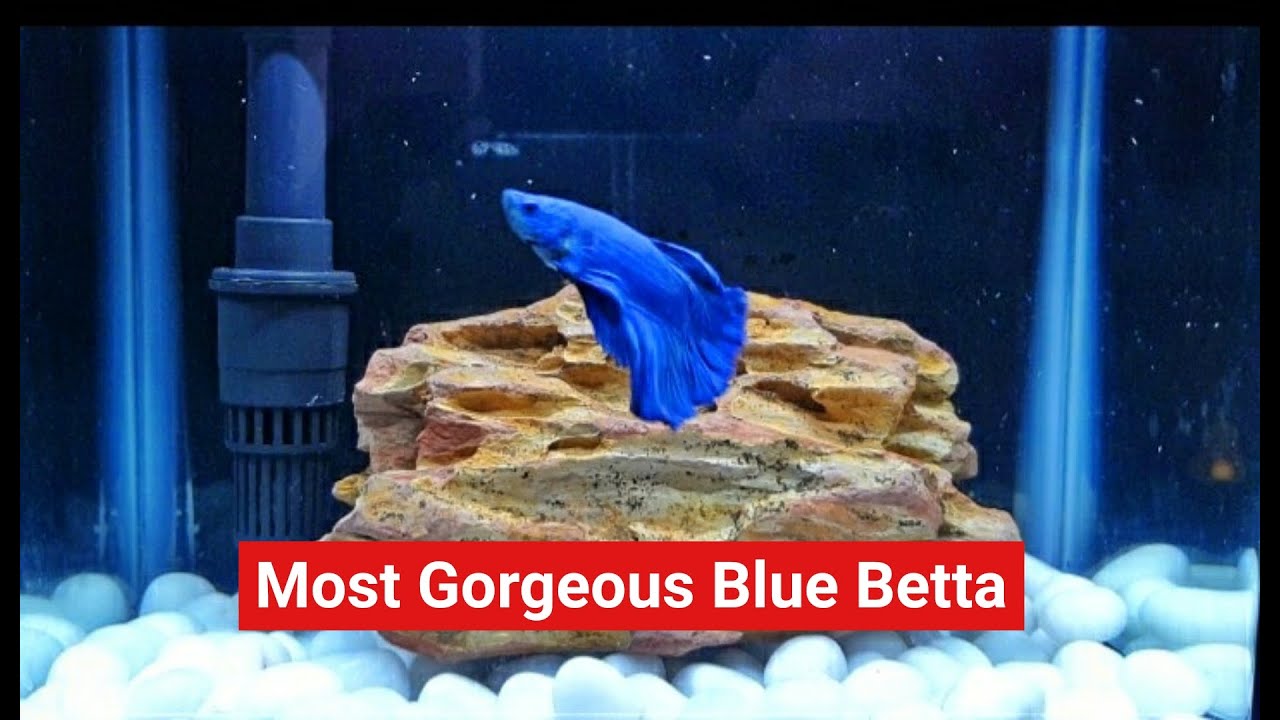 Most Gorgeous Blue Betta Fish | Mesmerising Blue Betta | Royal Blue ...