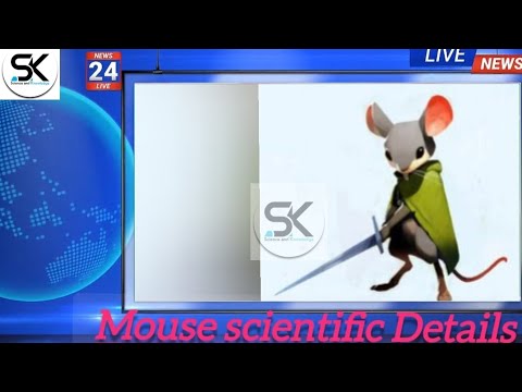 Rat scientific details #scienceknowledge #tranding #Rat #mouse #science