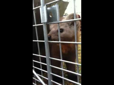Pine Martin in a live trap - YouTube