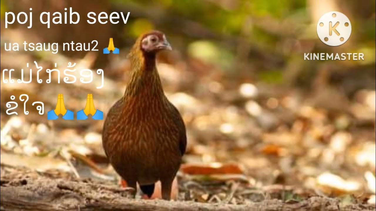 poj qaib seev zoo :2022/2023 - YouTube