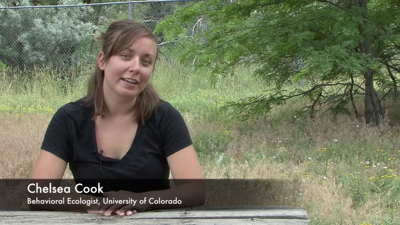 Chelsea Cook (Behavioral Ecologist) - YouTube