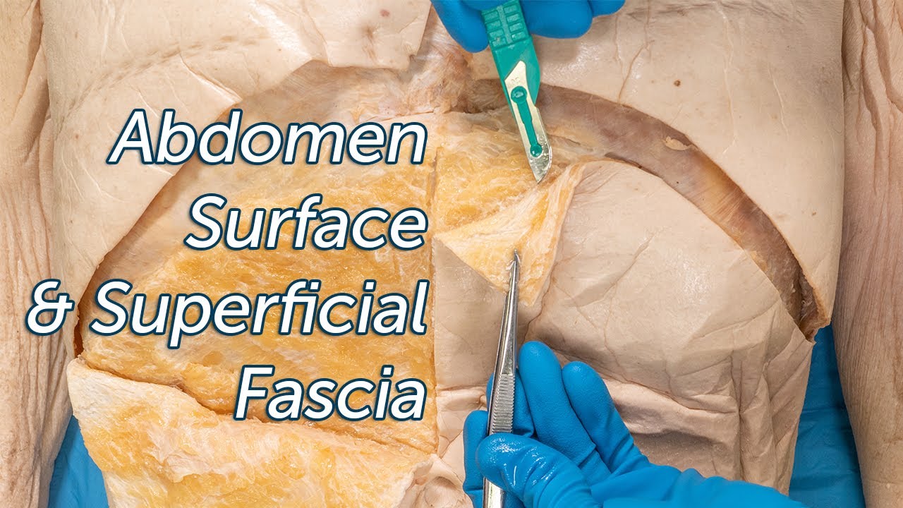Abdomen Surface & Superficial Fascia - YouTube