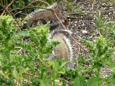 Chattering Northamptonshire Squirrels - YouTube