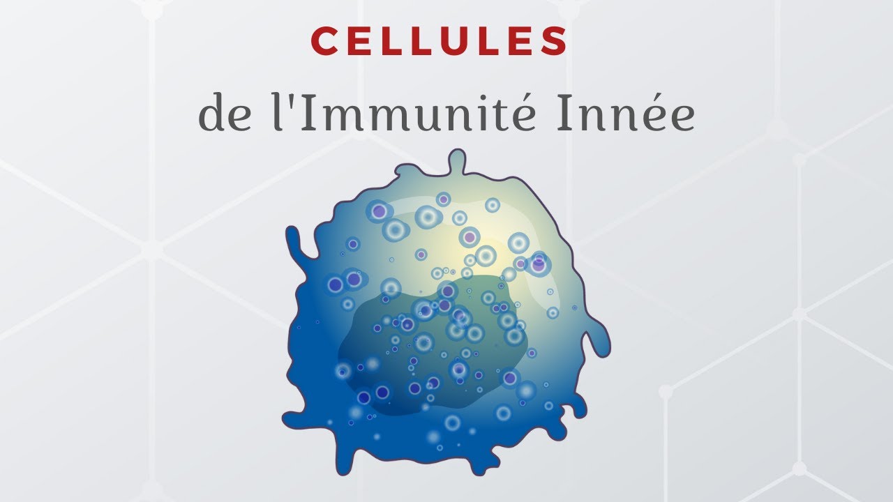 Immunité innée - Cellules de l'Immunité Innée - YouTube