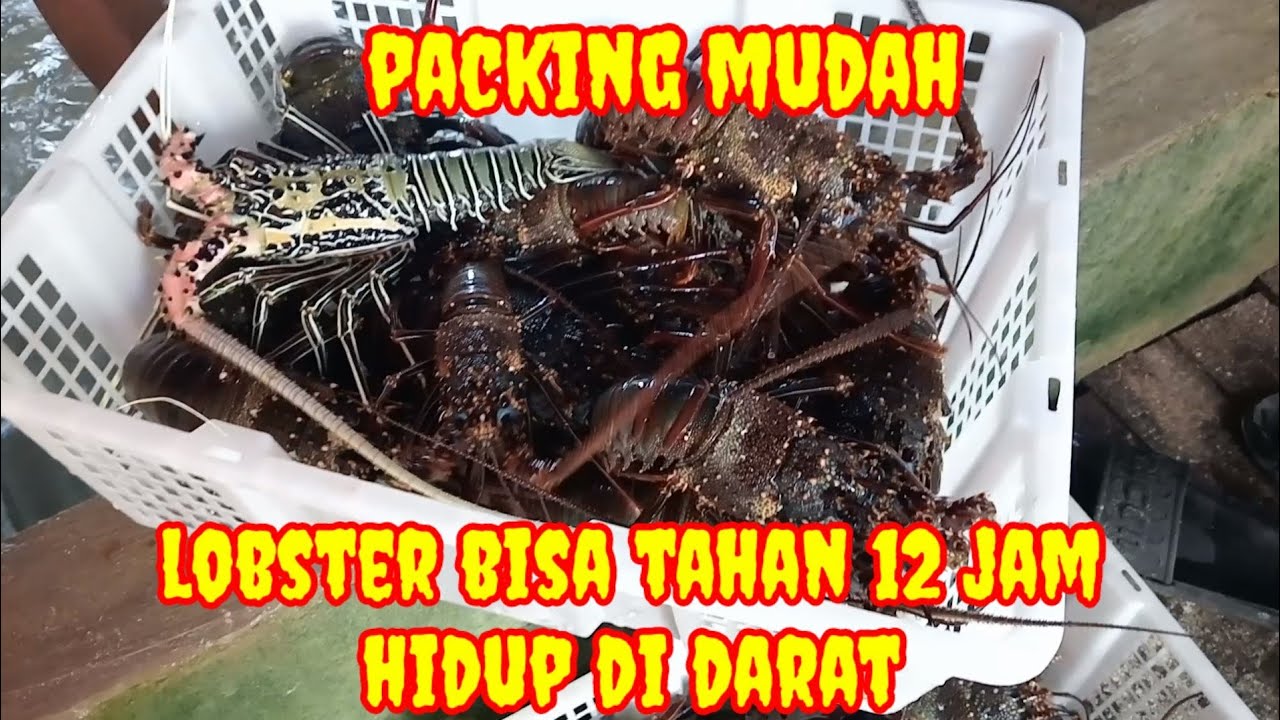 cara packing lobster laut hidup, mudah tahan 12 jam - YouTube