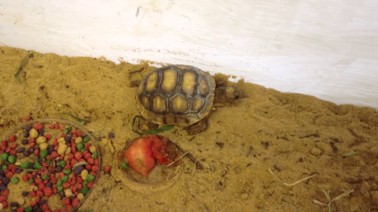 Baby Land Turtle - YouTube