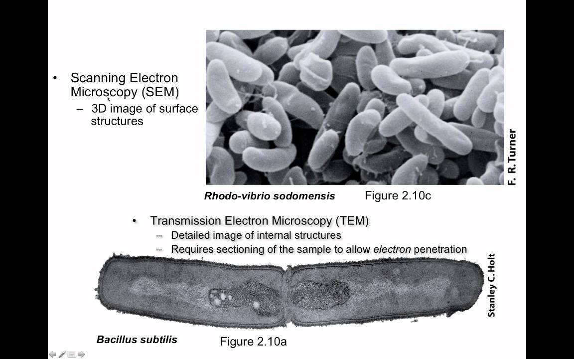 Microscopy and The General Organization of Microbial Cells - YouTube