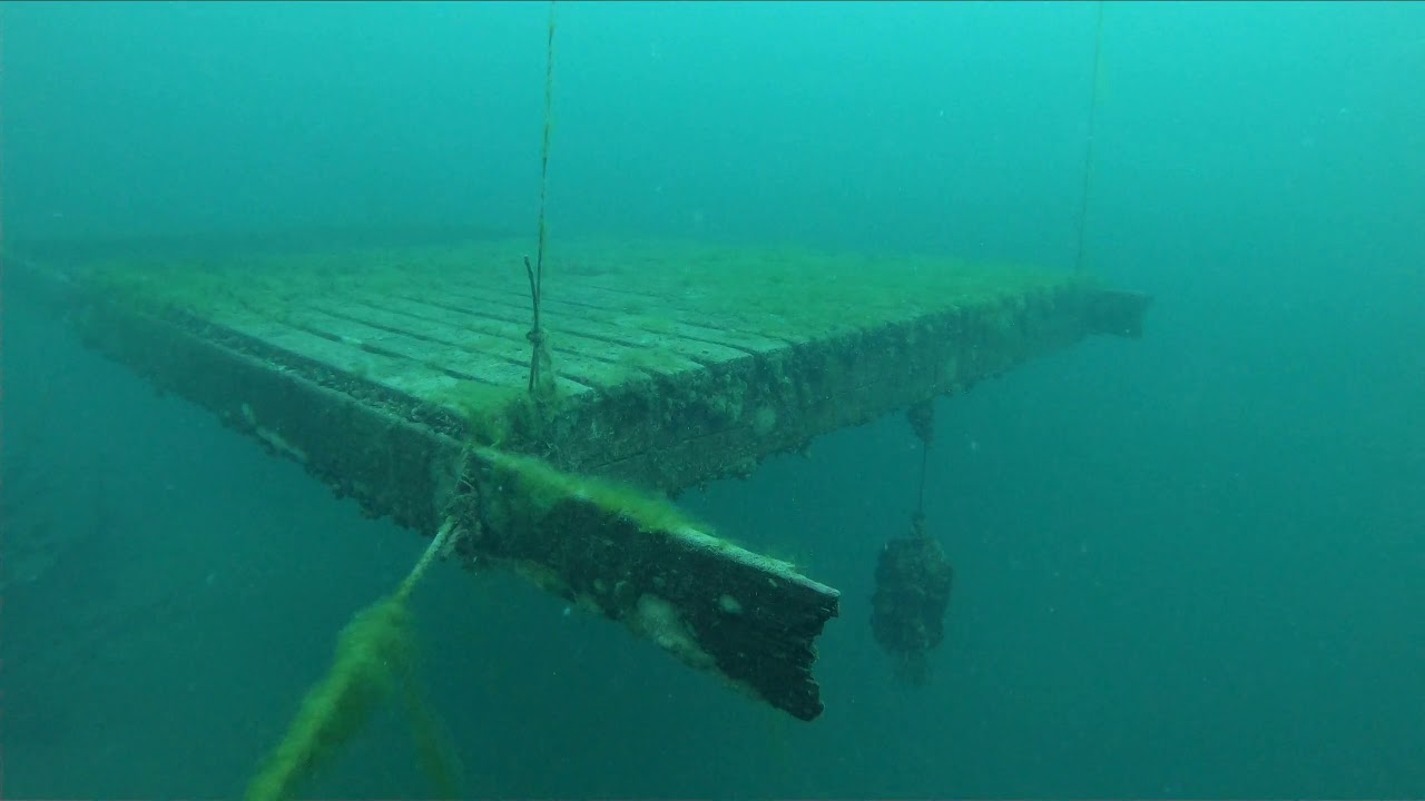 Dutch Springs Diving 7/9/2020 - YouTube