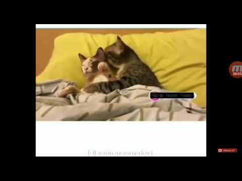 Harun Memmedov gulmeli vine videosu