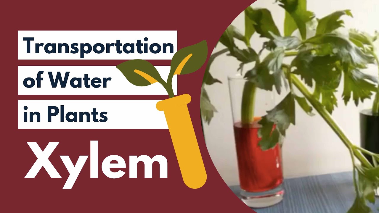 Transportation of Water in Plants – Xylem - YouTube