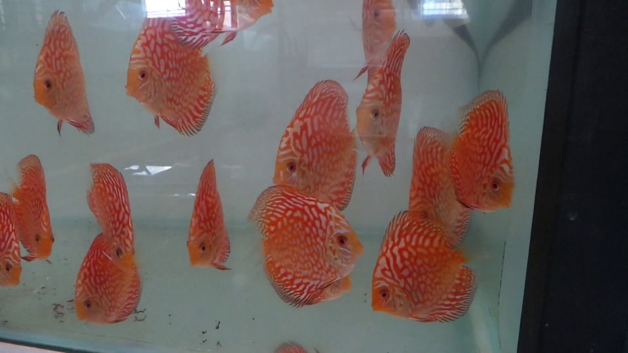 SUPER RED CHECKERBOARD FROM SM DISCUS FARM - YouTube