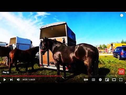 Targu de cai de la Pancota Arad - YouTube