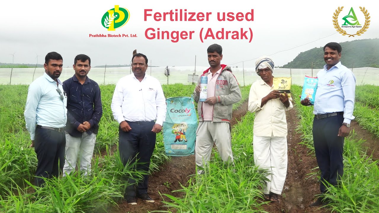 Ginger (Adrak) farming with prathibha biotech fertilizers | Annapurna ...