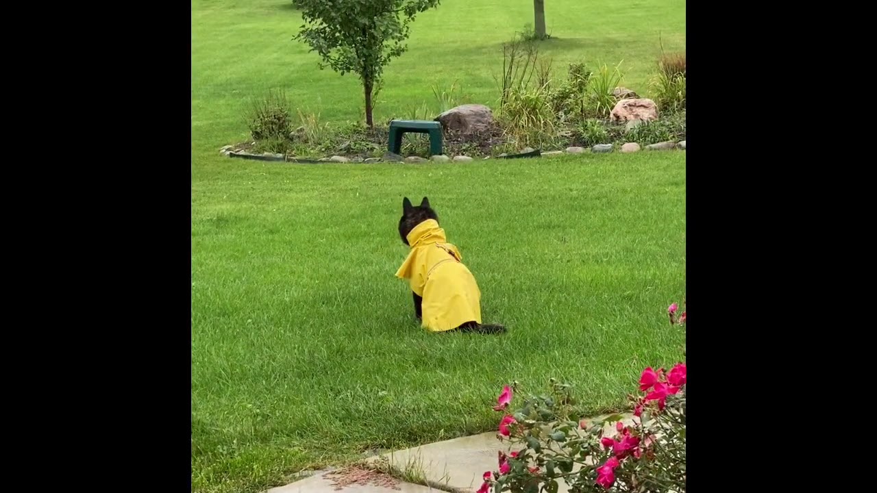 Genji in the Rain - YouTube