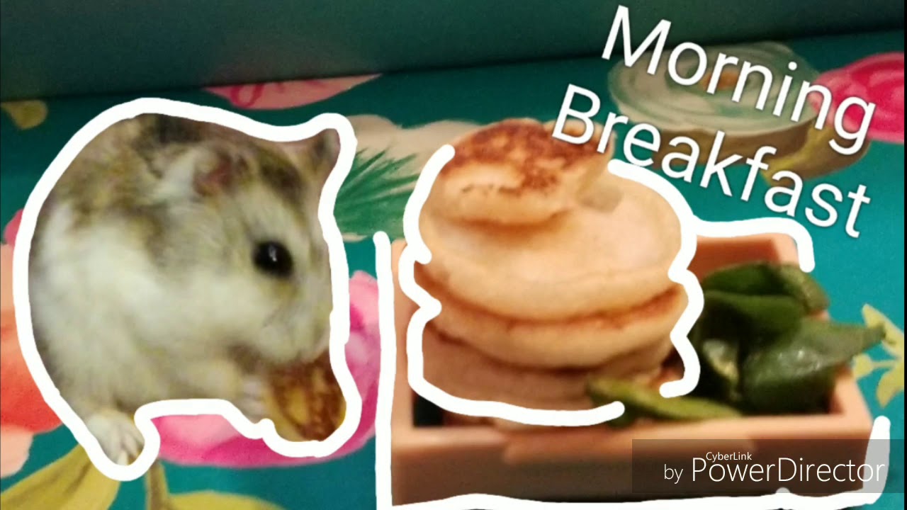 Hamster Cecilia's Daily Breakfast Routine!! (READ DESCRIPTION) [ Daily ...