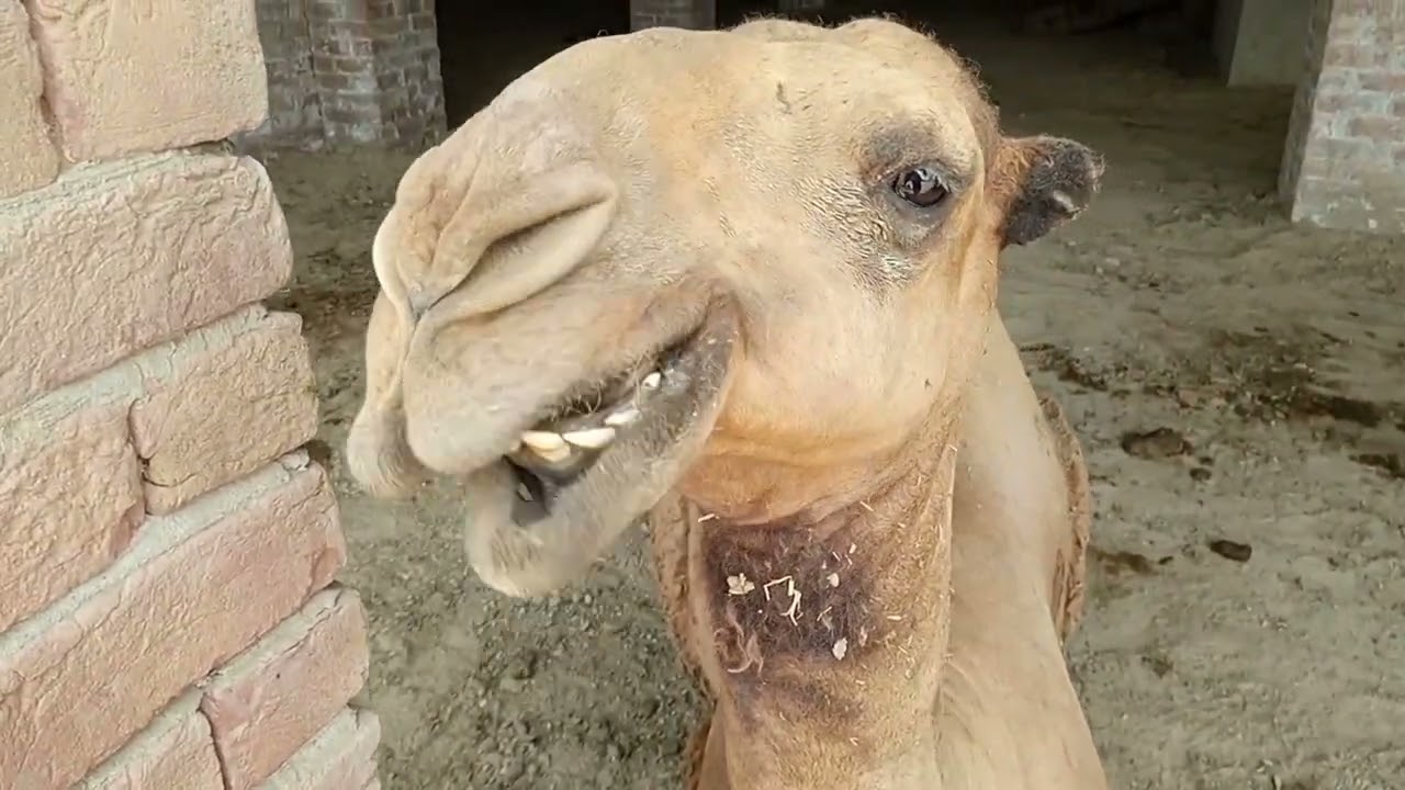 camel shed ,Brick work and precast slabs - YouTube