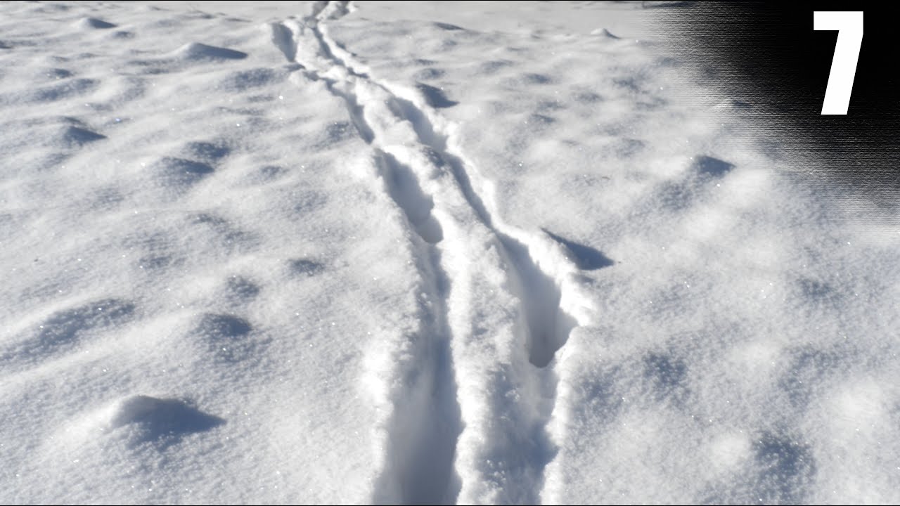 Following a HEAVY BUCK TRACK...Where will it take me?? - YouTube