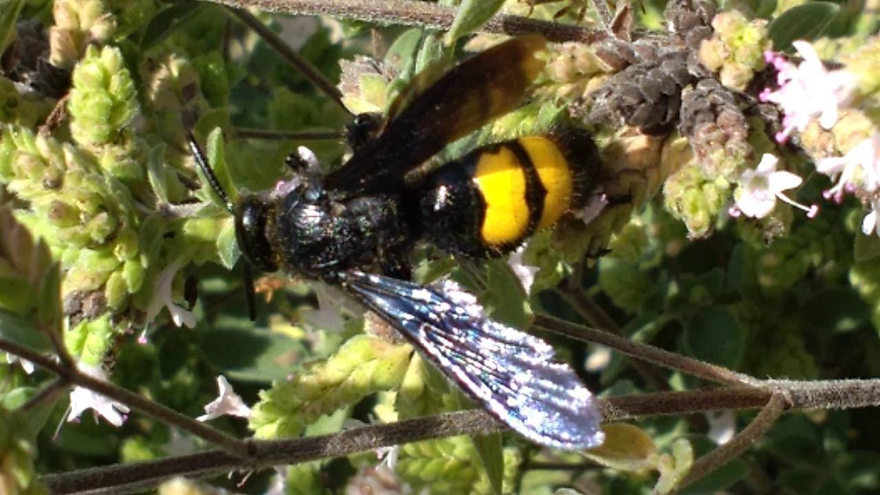 Scolia hirta hirta (Scolio Ispido o Vespa Mammuth) - YouTube